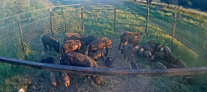 Why Big Pig – Big Pig Traps